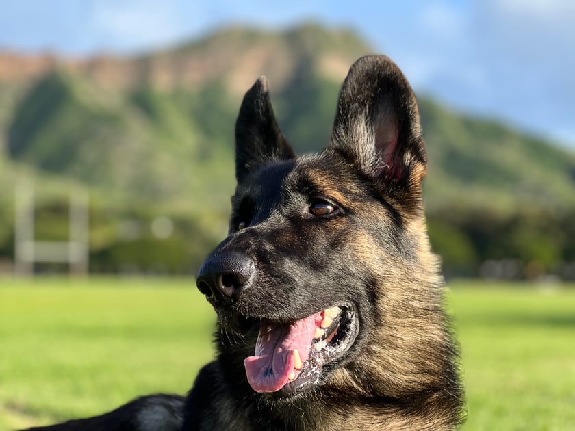 Jonathan's 2015 Chevrolet Silverado 1500 - Holley My Garage